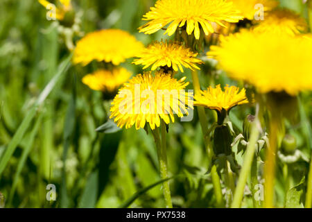 Bright colorful yellow dandelions growing in the sun. Beautiful ...