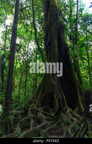 Interior of the Amazon rainforest Ecuador Stock Photo - Alamy