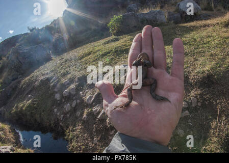 A dead water frog (Telmatobius species) that has likely fallen victim ...