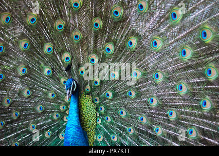 Peacock, Pavo cristatus, mother animal, fledgling, side view, meadow ...