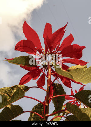 Flowerage of Madeira, bloom, poinsettia, Portugal, Madeira, South Coast ...