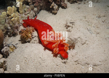 Spanish dancer fish at the Red Sea Stock Photo - Alamy
