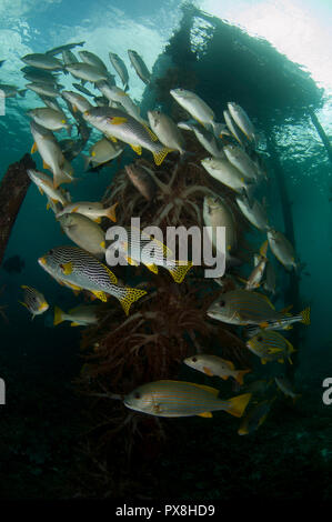 Onespot Snapper, Lutjanus monostigma, with Oriental Sweetlips ...