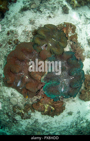 Fluted fluted giant clams (Tridacna squamosa), Other animals, Shells ...