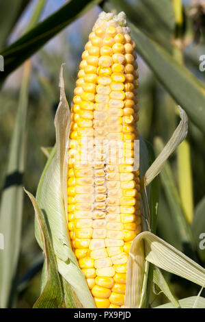 internal structure of the cob of corn, cut into half Stock Photo - Alamy