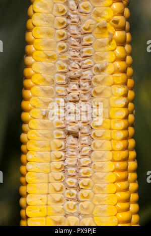 internal structure of the cob of corn, cut into half Stock Photo - Alamy