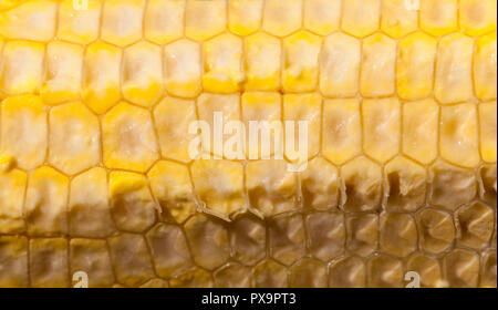 internal structure of the cob of corn, cut into half Stock Photo - Alamy