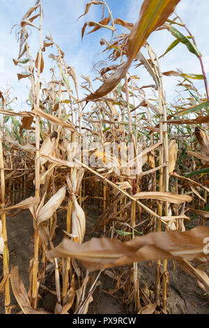 Mature dry corn stalks in field Stock Photo - Alamy