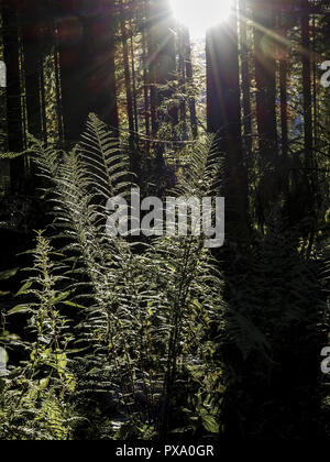 farn, forest, sunbeam Stock Photo - Alamy