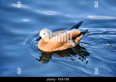 Ruddy shelduck ducklings swim in the Clean Ponds in Moscow, Tuesday ...