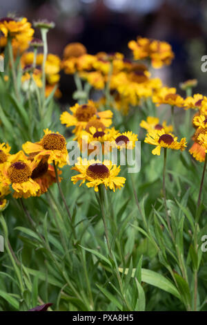Helenium Mardi Gras (Helen's Flower) isolated on a white background ...