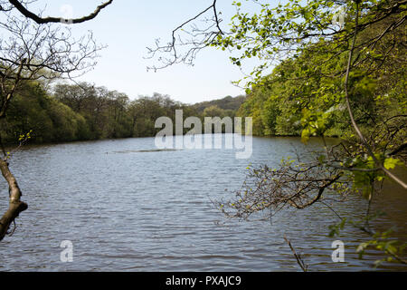 Reservoir on the River Etherow in spring at Etherow Country Park ...