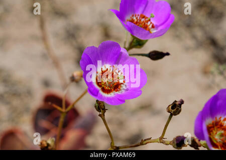 Cistanthe grandiflora, better known as Pata de Guanaco. Endemic to ...
