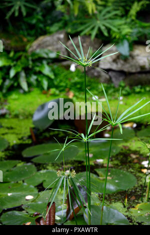 Umbrella plant, Papyrus, Cyperus alternifolius L. Isolated on white ...