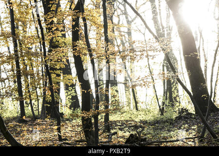 Wienerwald forest, Austria, Vienna, 19. district, Kahlenberg Stock ...