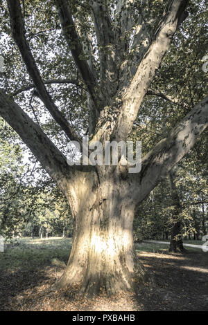 Platanus sp., autumn, Harrachpark, Bruck an der Leitha, Lower Austria ...