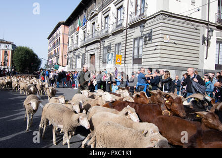 Flock, Valentin Stock Photo - Alamy