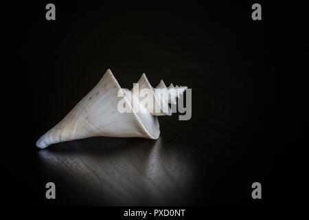 Japanese wonder shell (Thatcheria mirabilis Stock Photo - Alamy