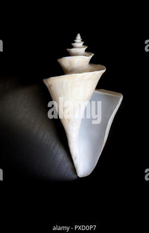 Japanese wonder shell (Thatcheria mirabilis Stock Photo - Alamy