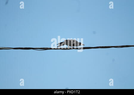 black city crow birds rest on top of a tree in warm autumn day Stock ...