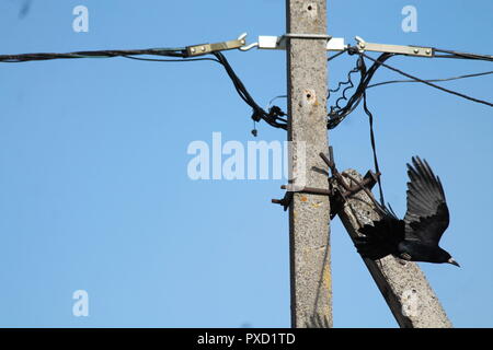 black city crow birds rest on top of a tree in warm autumn day Stock ...