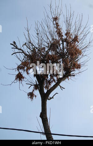 black city crow birds rest on top of a tree in warm autumn day Stock ...
