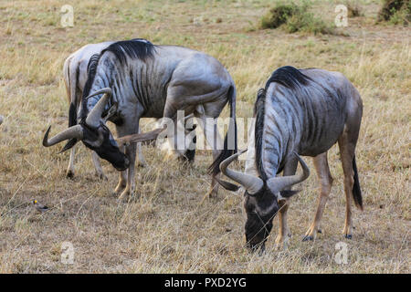 two wildebeest gnus resting in national park masai mara of kenya africa ...
