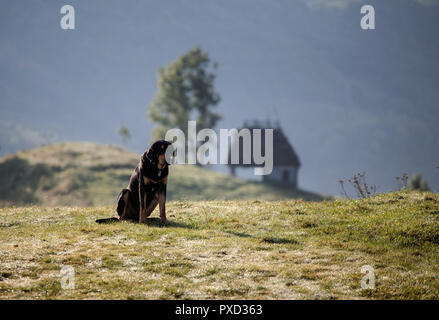 Abandoned, sad bloodhound in the mountains Stock Photo - Alamy