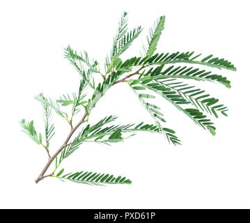 Tamarind leaves isolated on gray background with clipping path Stock ...