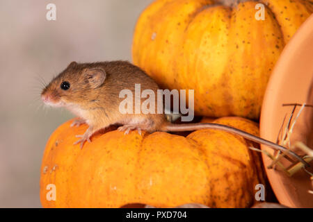 Field mouse closeup on pumpkin autumn Stock Photo - Alamy