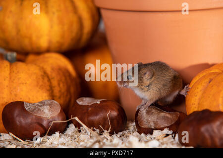 Field mouse closeup on pumpkin autumn Stock Photo - Alamy