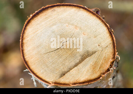 Young birch log cross section, isolated on blurry background Stock ...