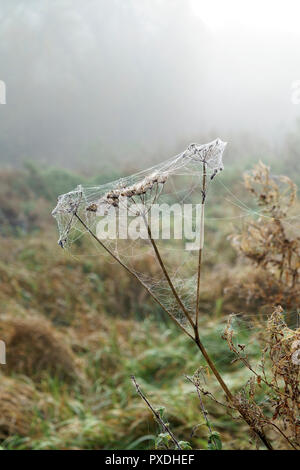 Spider on a web built on a plant Stock Photo - Alamy