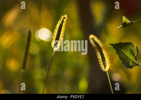 Two ears, grassy threads and dried leaf in macro shot in backlight at ...