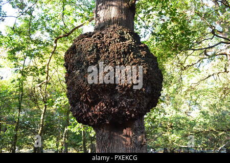 Huge, ancient beech tree deformed into the shape of an imaginary ...