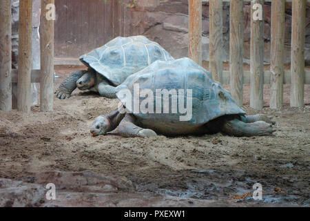 Reptile House, London Zoo, UK, 2020. The Reptile House in London Zoo ...