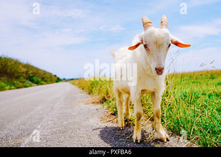 Goat in Hateruma Island, Okinawa Prefecture, Japan Stock Photo - Alamy