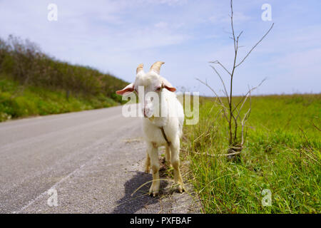 Goat in Hateruma Island, Okinawa Prefecture, Japan Stock Photo - Alamy