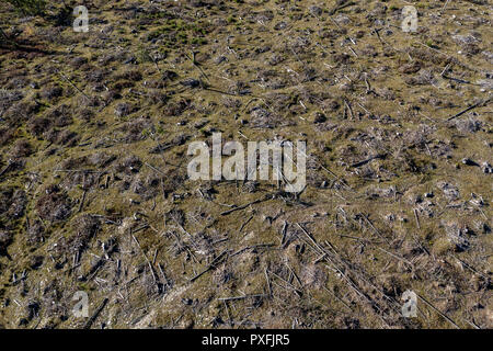 aerial view to deforestation of pine forest, forest transformation ...