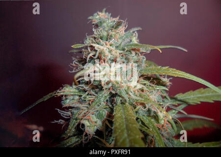 marijuana flower blooming medical cannabis plant Stock Photo - Alamy