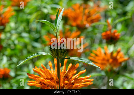 The Lion's Ear - Shallow focus, consentrating on the strange flowers ...