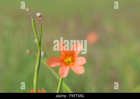 Moraea Faccida, an orange and yellow flower commonly known as One-leaf ...