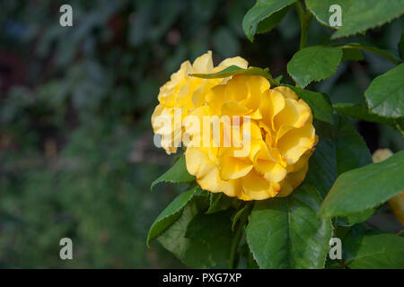 A bright yellow blossoming roses in the garden. Beautiful yellow rose ...