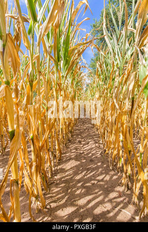 Agricultural field of maize, dry corn in autumn before harvest ...