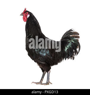 La Fleche chicken standing against white background Stock Photo - Alamy