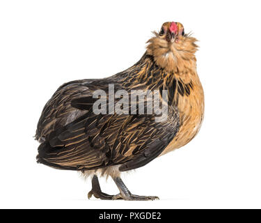 Barbu de Grubbe chicken, standing against white background Stock Photo ...
