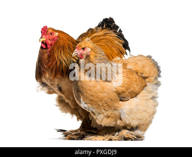 male and female Brahma isolated on white background Stock Photo - Alamy