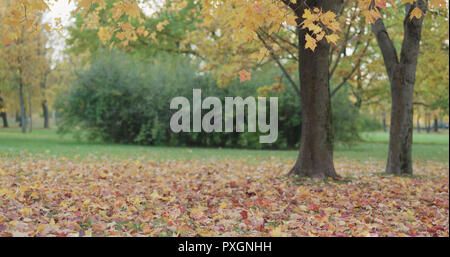 maple tree in park slowly shedding leaves Stock Photo - Alamy