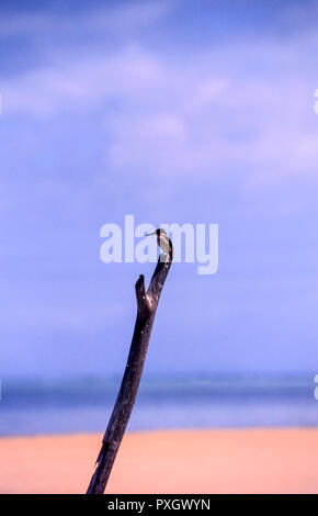 Madagascar beautiful bird kingfisher, Corythornis vintsioides, sitting ...