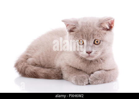 Gray scottish fold cat lying near books and eyeglasses Stock Photo - Alamy
